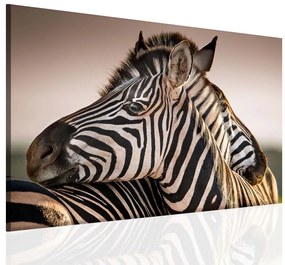 Obraz zebry Velikost (šířka x výška): 45x30 cm