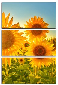 Obraz na plátně - Slunečnice v létě  - obdélník 7145B (105x70 cm)