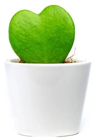 Gardners Hoya kerrii s bílým květináčem, průměr 6 cm