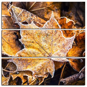 Obraz na plátně - Javorové listí - čtverec 353C (105x105 cm)