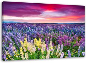 Obraz na plátně Levandulová pole Příroda - 120x80 cm
