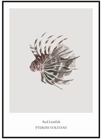 Plakát Red Lionfish 30 x 40 cm