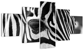 Obraz zebry (125x70 cm)