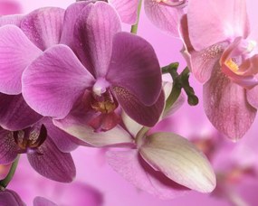 Malvis ® Obraz na zeď - orchidej Velikost: 60x40 cm