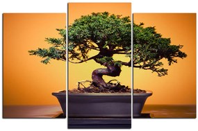 Obraz na plátně - Bonsai 1244C (120x80 cm)