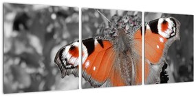 Oranžový motýl - obraz