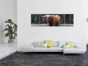 Obraz - Skotská kráva 2 (170x50 cm)