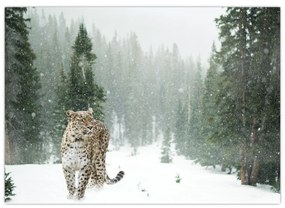 Skleněný obraz leoparda ve sněhu (70x50 cm)