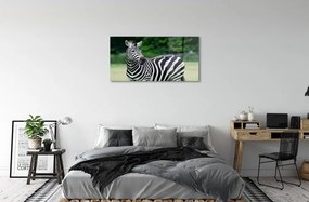 Obraz na skle Zebra box 125x50 cm
