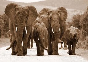 Sloni na cestě - 70 x 100 cm