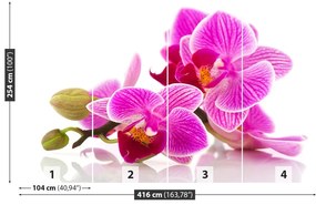 Fototapeta Květy orchidejí 104x70