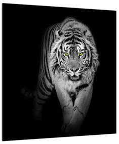 Černobílý obraz tygra (40x40 cm)