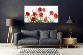 Plexisklo-obraz Máky Květiny Příroda 120x60 cm