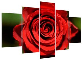Detailní obraz květu růže (150x105 cm)