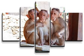 Sablio Obraz - 5-dílný Opičky - 125x90 cm