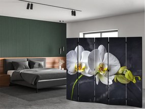 Paraván bílá orchidej na černém pozadí Rozměr: 225 x 180 cm
