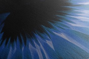 Obraz modrá gerbera na tmavém pozadí