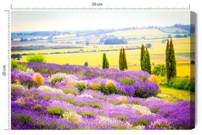 Obraz Kvetoucí Levandulové Pole S 3D Efektem Nedostatek Nedostatek Přírodní plátno 120x80