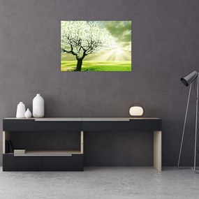Skleněný obraz kvetoucího stromu (70x50 cm)