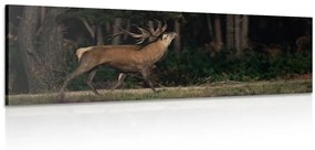 Obraz majestátní jelen - 135x45 cm