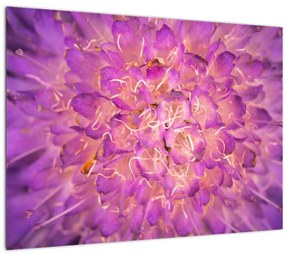 Detailní obraz květu (70x50 cm)