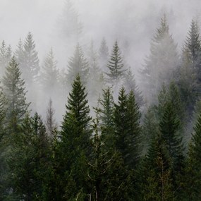 Malvis Vícedílný obraz Mlha v lese Velikost (šířka x výška): 80x50 cm