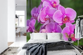 Fototapeta Orchid Blossoms 3D Samolepící tapety 416x254