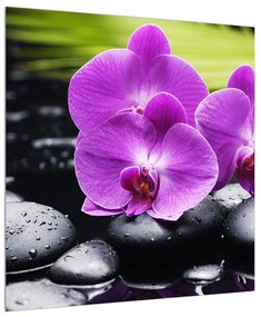 Obraz orchidejí (50x50 cm)