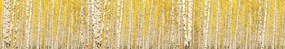 DIMEX | Fototapeta do kuchyně Žlutý březový háj KI-350-197 | 350 x 60 cm | žlutá, černá, bílá