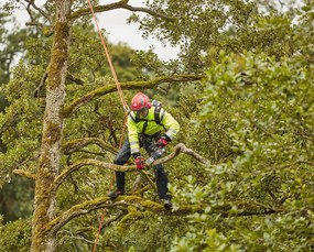 CRAMER 82TCS15 akumulátorová vyvětvovací řetězová pila