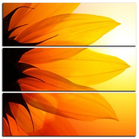 Obraz na plátně - Slunečnice květ - čtverec 3201D (105x105 cm)