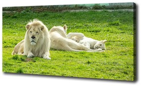 Wallmuralia Foto obraz na plátně Béžové lvy 100x50