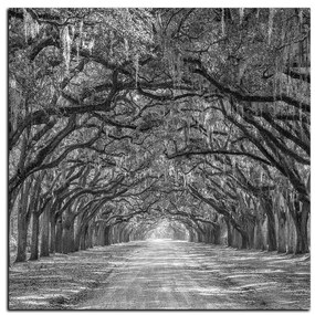 Obraz na plátně - Historické dubové stromy lemované polní cestou - čtverec 3239QA (80x80 cm)