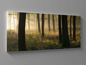 Liox XXL Obraz ranní paprsky v lese Rozměr: 250 x 125 cm