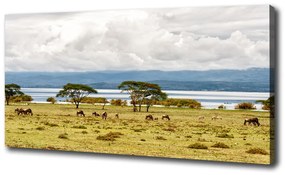 Wallmuralia Foto obraz na plátně Jezero Naivasha 100x50