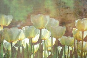 DIMEX | Samolepicí vliesová fototapeta na zeď Astrakt bílé tulipány MA-5-0385 | 375 x 250 cm | zelená, vícebarevná, bílá, žlutá