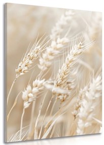 Obraz stébla pšenice