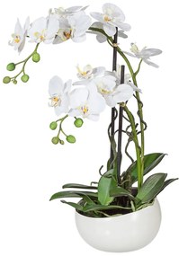 Gasper Orchidej Phalenopsis 55cm bílá