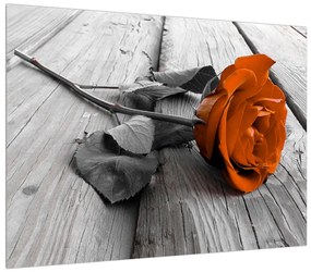 Obraz oranžové růže (70x50 cm)