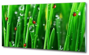 Wallmuralia Fotoobraz na skle Berušky na trávě 100x50