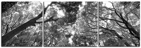 Obraz na plátně - Zelené stromy v lese - panoráma 5194QC (150x50 cm)