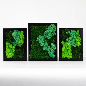 Mechové obrazy - set | 18x13 cm a 15x10 cm | Deštný prales - černý rám