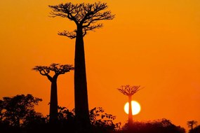 DIMEX | Samolepicí vliesová fototapeta na zeď Baobab při západu slunce MA-5-1841 | 375 x 250 cm | černá, oranžová