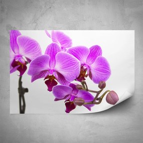 Plakát - Fialová orchidej na bílé (60x40 cm) - PopyDesign