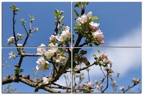 Obraz na plátně - Kvetoucí jabloň 147D (120x80 cm)