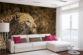 DIMEX | Samolepicí vliesová fototapeta na zeď Leopard na lovu MA-5-0560 | 375 x 250 cm | béžová, černá, hnědá
