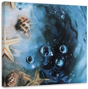 Obraz na plátně Mušle Moře Příroda Voda - 30x30 cm