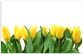 Obraz na plátně - Žluté tulipány 103A (60x40 cm)