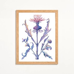 Filip Šenkeřík | Centaurea Rám: Černý, Velikost: 40 x 30 cm