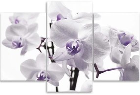 Gario Obraz na plátně Bílá fialová orchidej - 3 dílný Rozměry: 60 x 40 cm